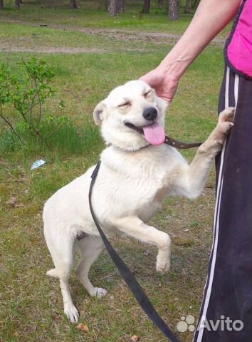 Ищет дом не большая Собачка Полечка