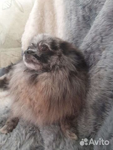 Шпиц взрослая девочка