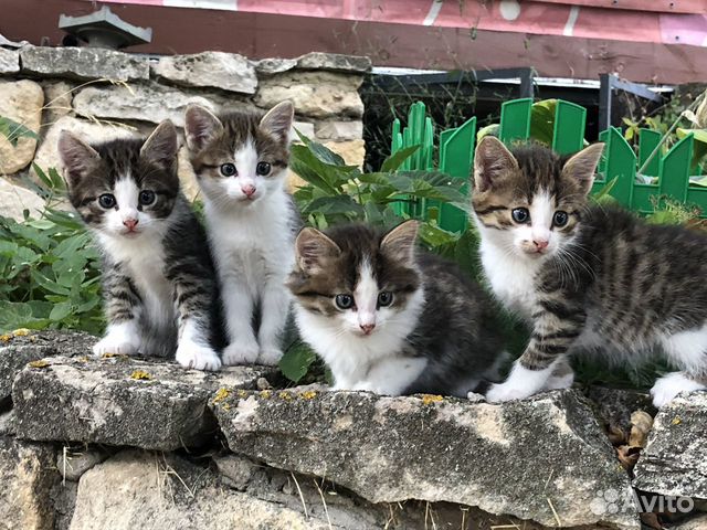 Котята ищут дом