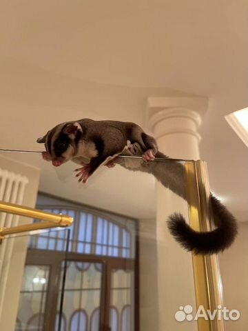 Белка домашняя