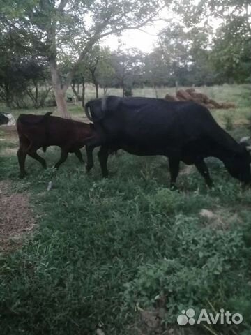 Корова дойная