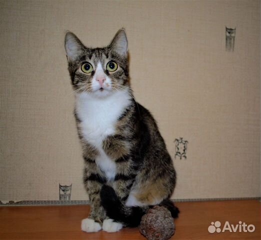 Кошка в добрые руки
