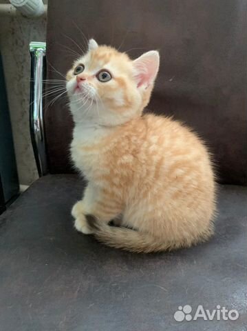 Кошки