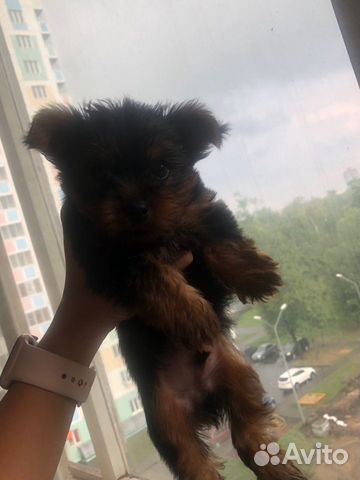 Йоркширский терьер щеночек