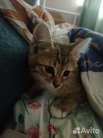 Котенок мальчик примерно 4 месяца