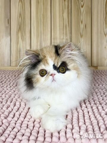 Персидская девочка