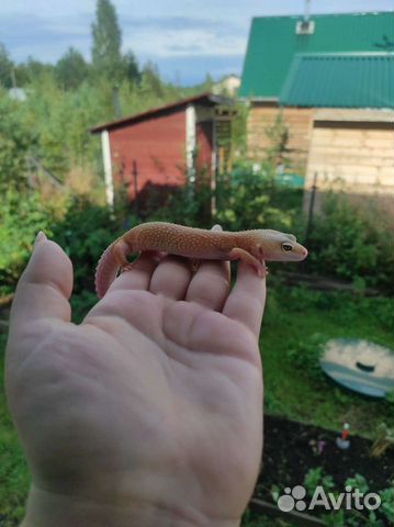 Эублефар самка