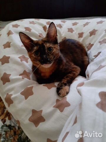 Кошка крысоловка