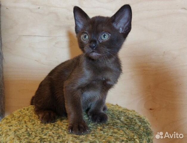 Котята Гавана Браун