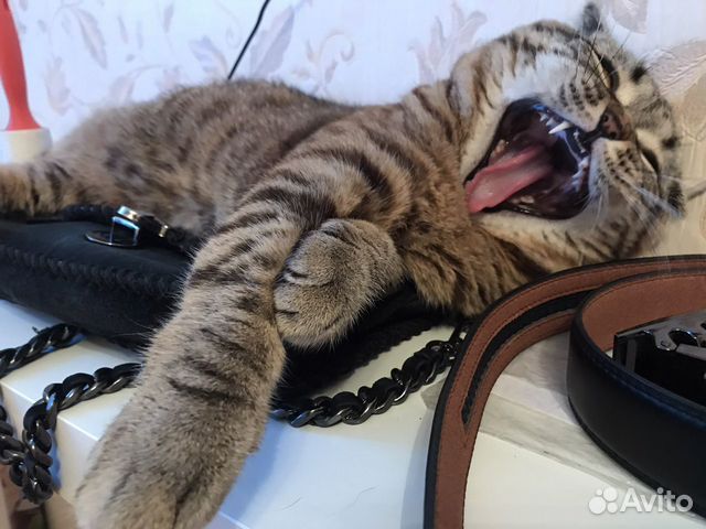 Ищем британку для кота