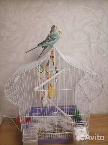 Волнистый попугай с клеткой