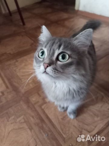 Отдам кошку. Кастрирована