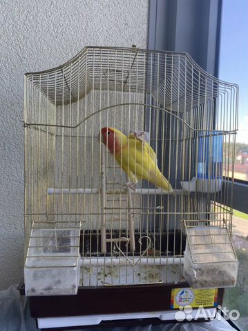 Попугай Неразлучник