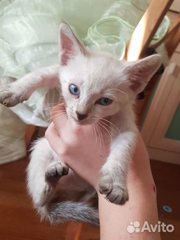 Котенок сиамский, 2 месяца