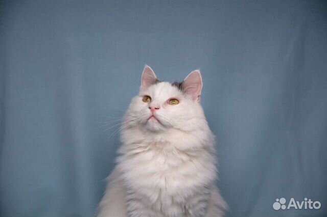 Кот Патрик 2,5 года, кастрирован