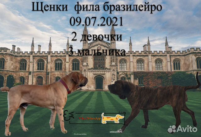 Щенки Бразильский мастиф