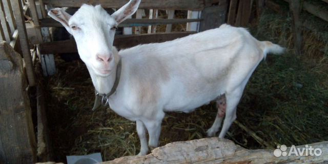 Домашние животные