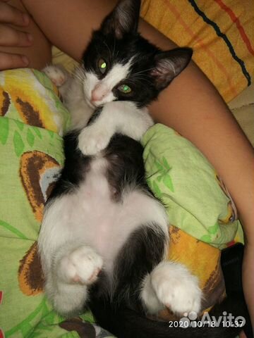 Пристрою домашнюю беспородную кошечку