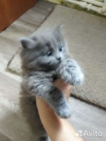 Смесь британской и сибирской породы