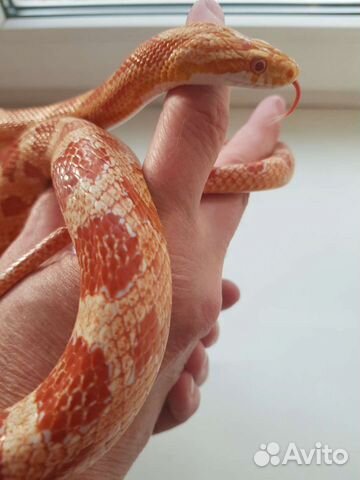 Змея с террариумом и всем необходимым