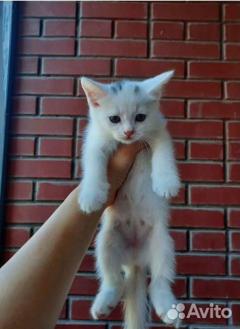 Кошки шотландцы