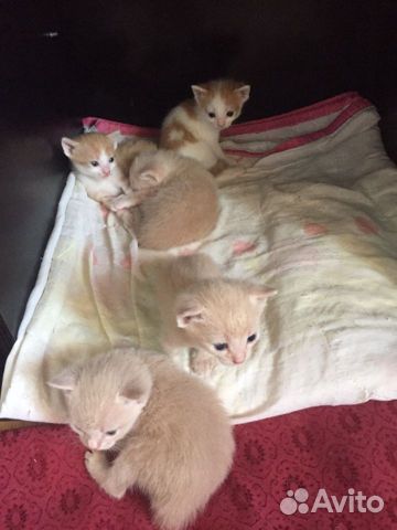 Котятя (Помесь ангорские)