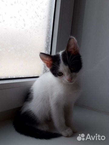 Котенок в добрые руки