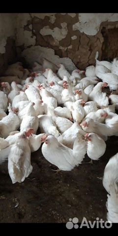 Куры несушки