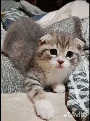 Шотландские вислоухие котята