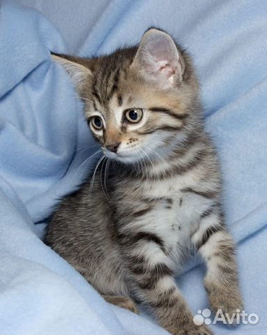 Малышка ищет дом хороших людей