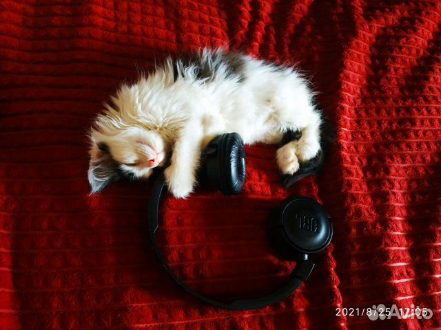 Котенок Инь Ян - с доставкой (в добрые руки)