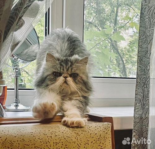 Персидская кошечка