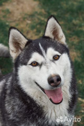 Хася невероятная красотка в добрые руки