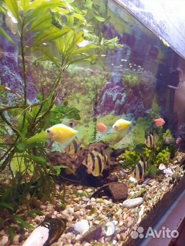 Отдам рыбок бесплатно