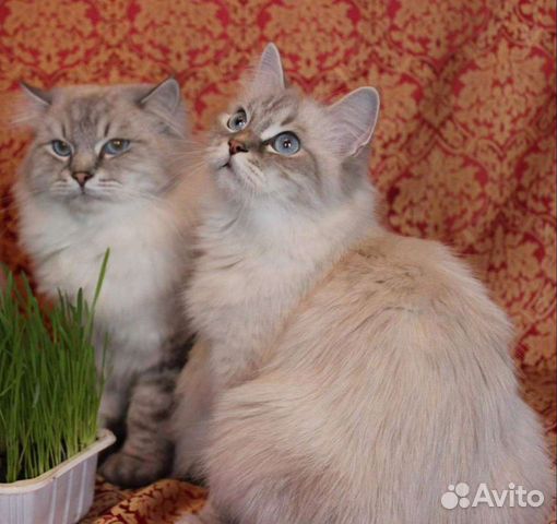 Невские маскарадные котята