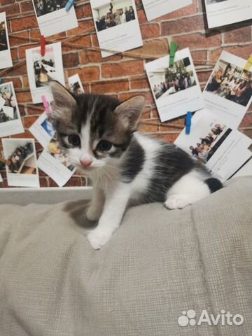 Кошка