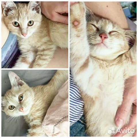 Котята, котёнок рыжий малыш в дар