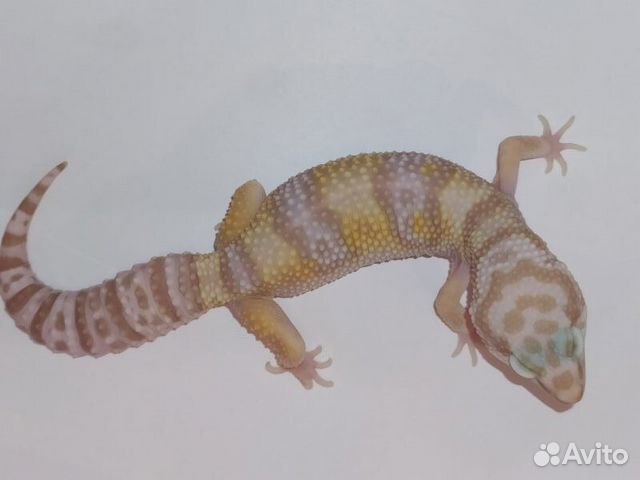 Эублефары, домашние ящерицы, гекконы