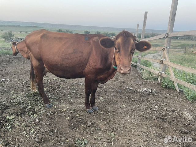 Коровы и телки