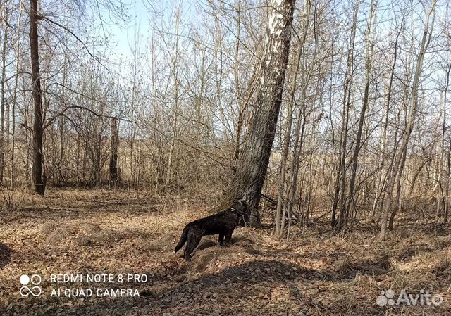 Собака в добрые руки щенок