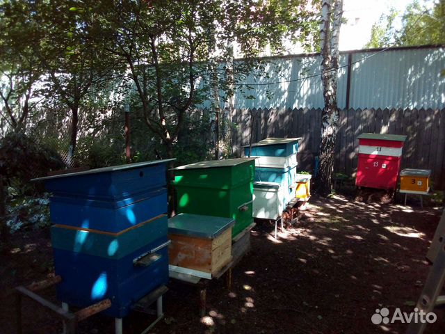Продам пчелосемьи карпатки, местные, зимуют на вол