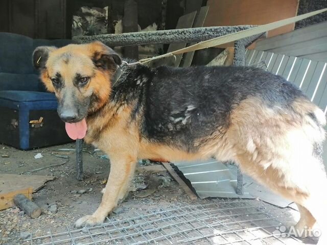 Игривый старый овчар - пёс Рэй