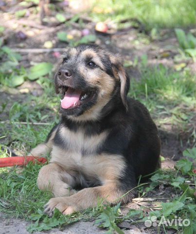 Щенок бородатик ищет дом