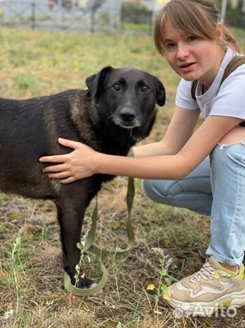 Отдам смышленную собаку в добрые руки