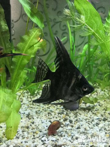 Рыбки обмен на растения