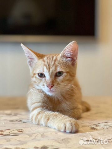 Котенок