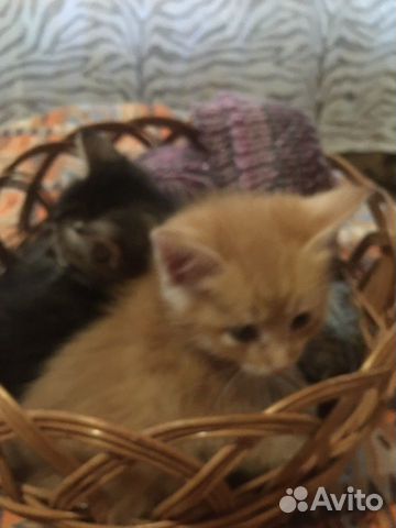 Котята 4 недели мальчики