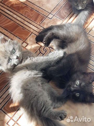 Котята