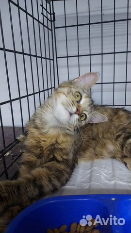 Лукавая озорная кошечка ищет дом