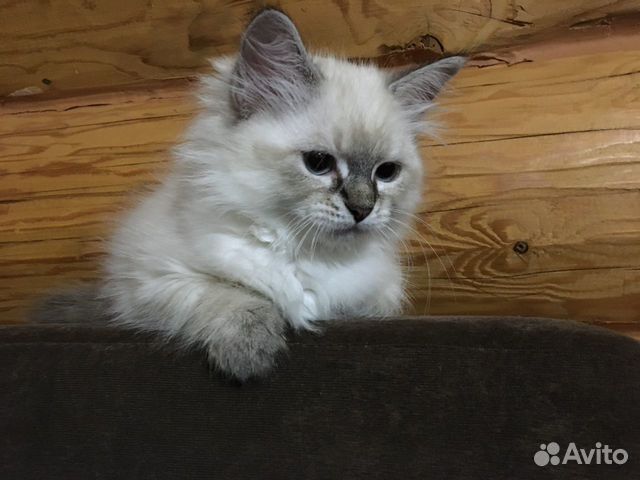 Невская маскарадная